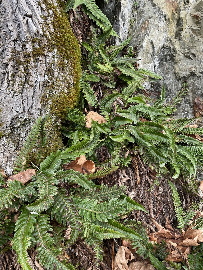 California shield fern in March 2022 by Steve Ansell. Large group of ...