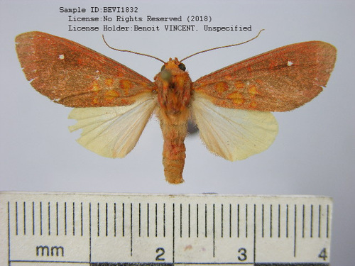 Melese barbuti · iNaturalist