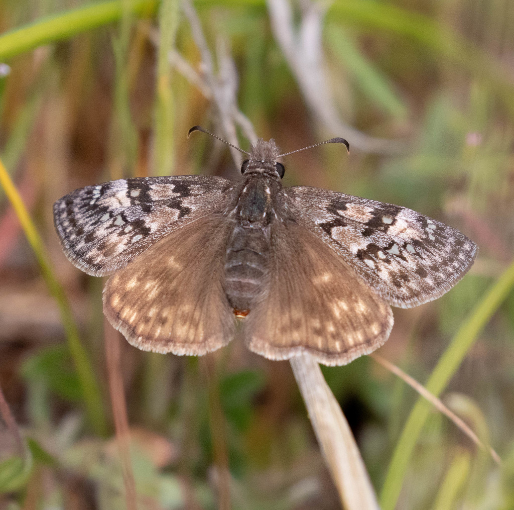 Propertius Duskywing from Mount Diablo State Park, Contra Costa ...
