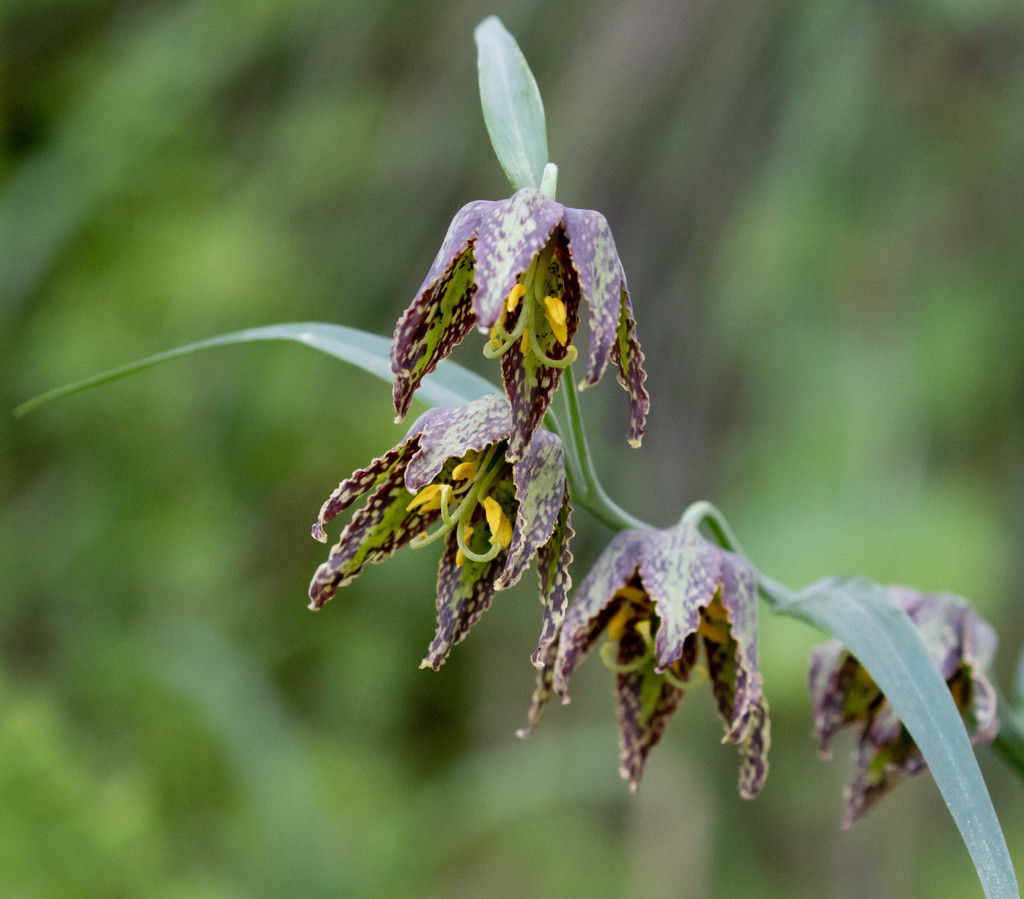 checker-lily-from-mount-diablo-state-park-contra-costa-california