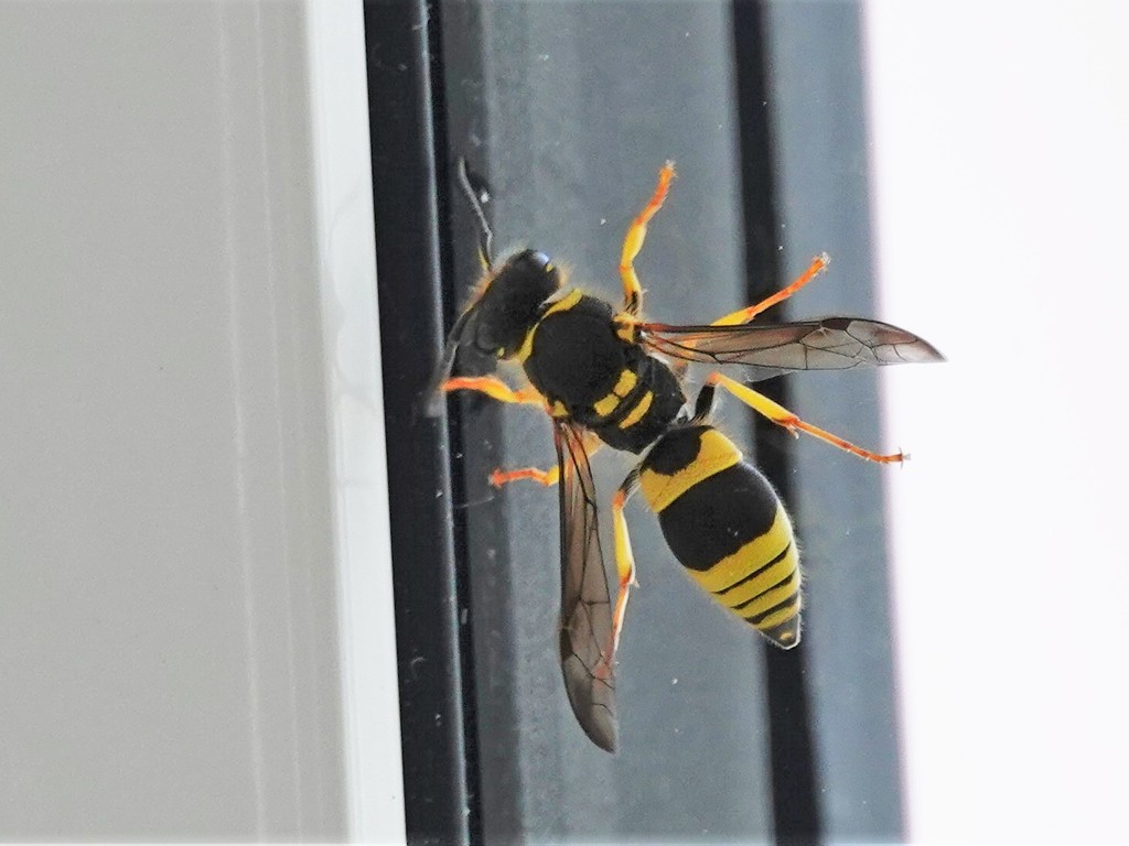 European tube wasp from Brookfield, Tauranga 3110, New Zealand on March ...