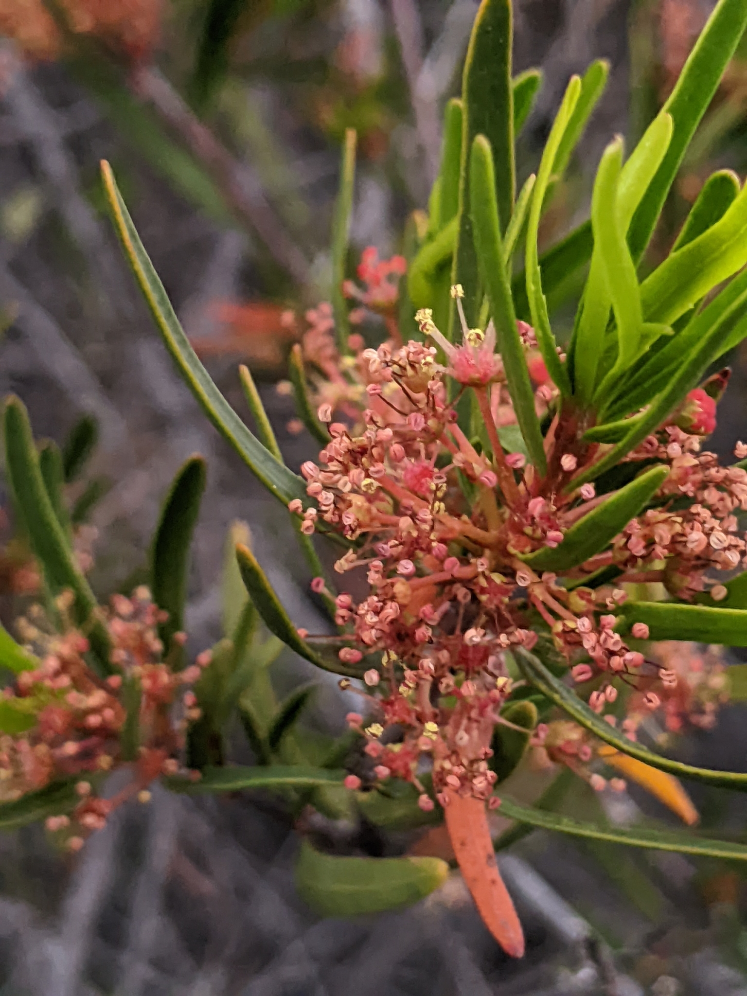 Tetracoccus dioicus Parry