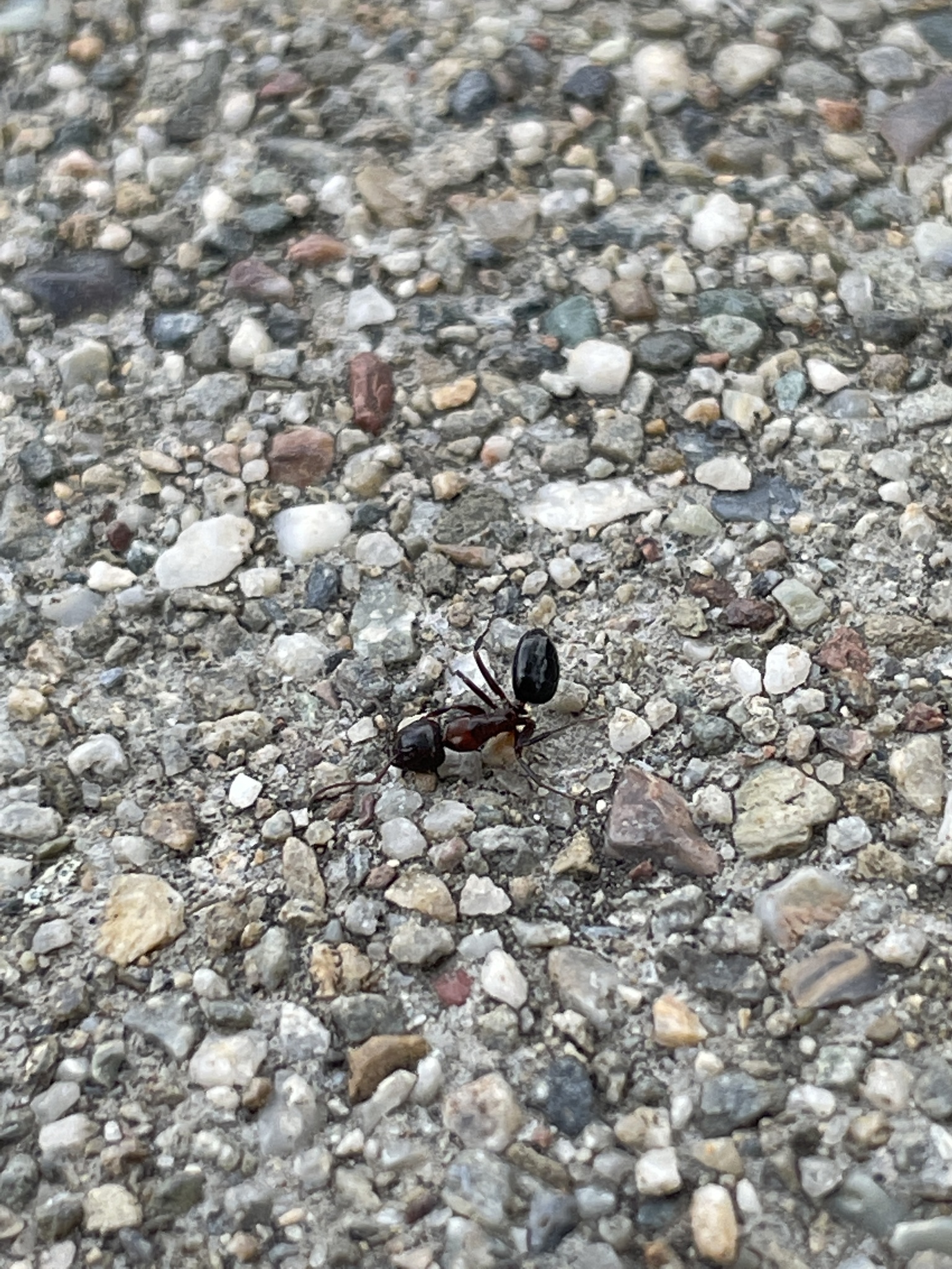 Camponotus hyatti Emery, 1893