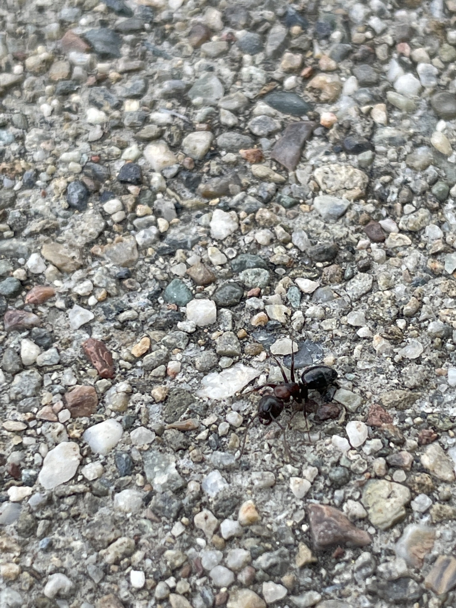 Camponotus hyatti Emery, 1893