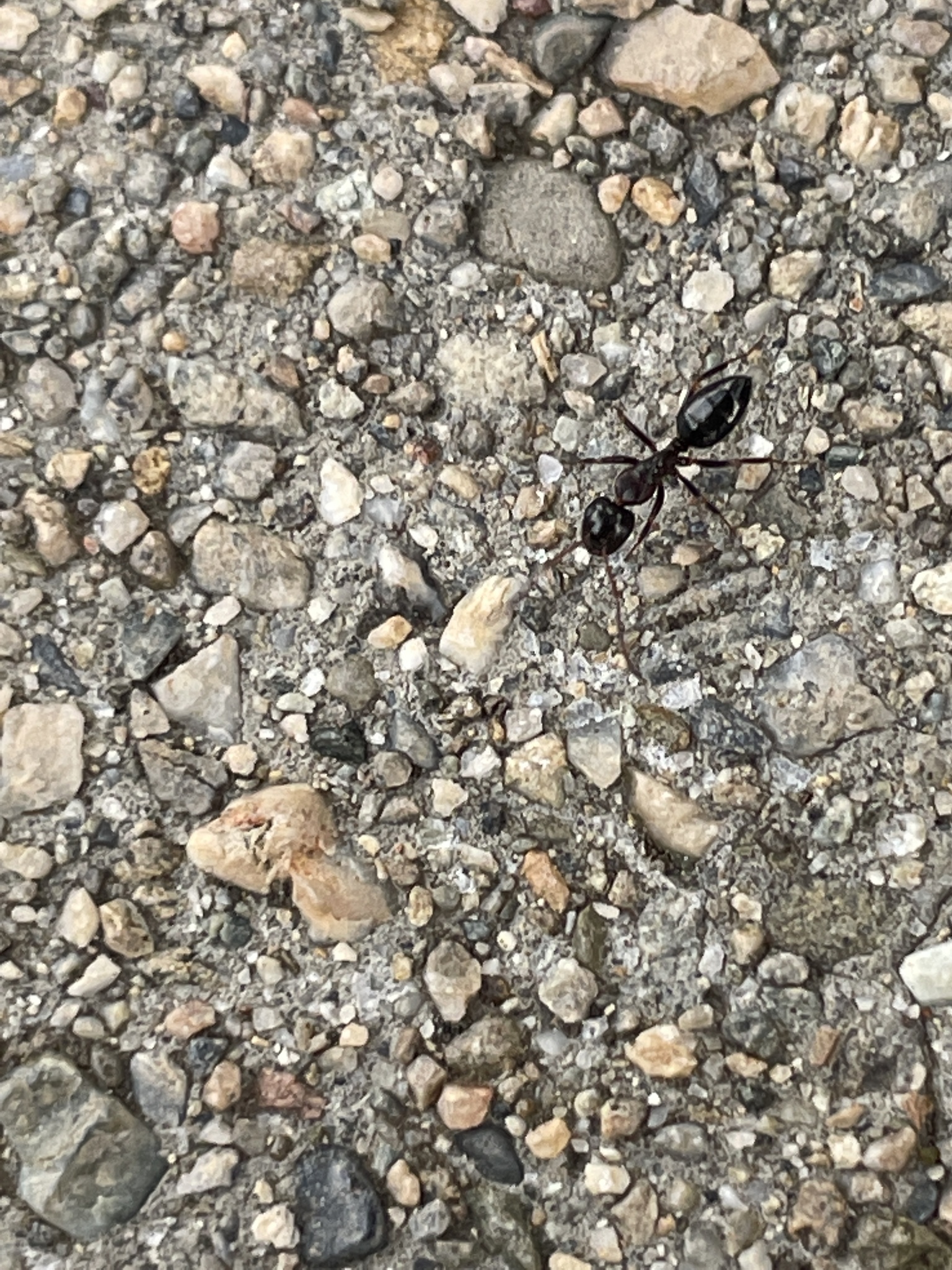Camponotus hyatti Emery, 1893