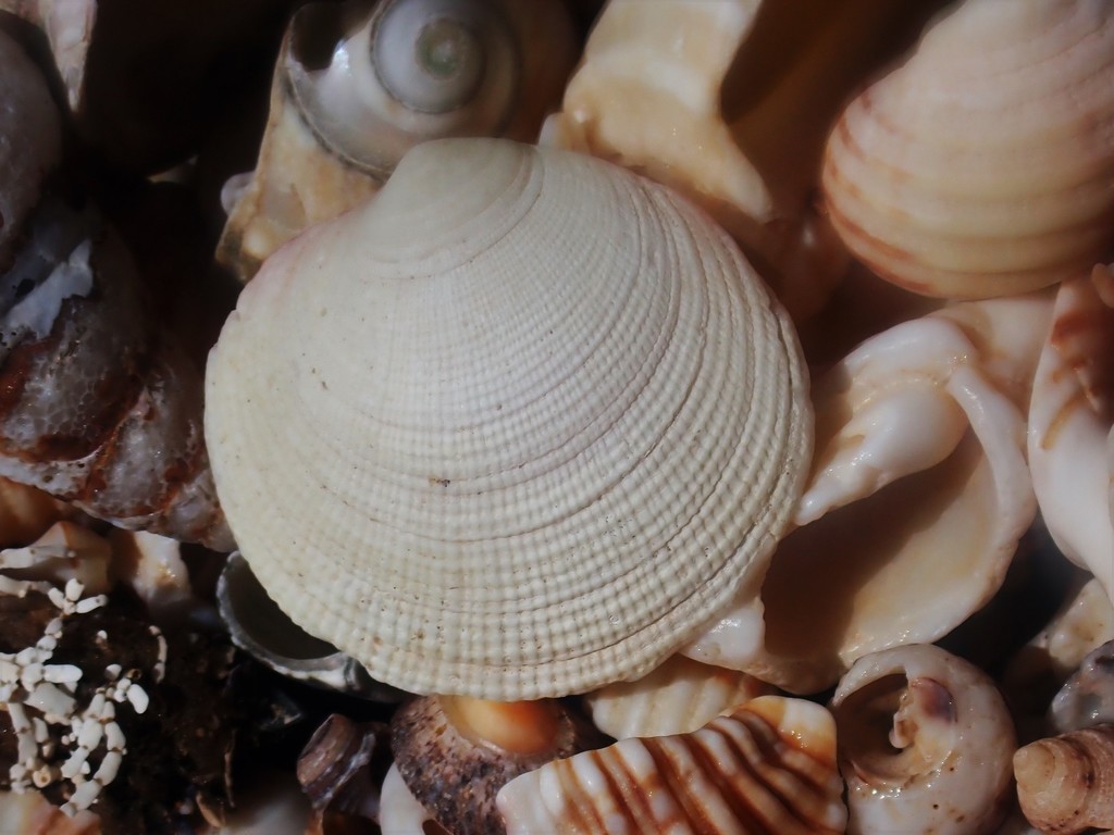 Codakia tigerina from Woolgoolga NSW 2456, Australia on March 14, 2022 ...