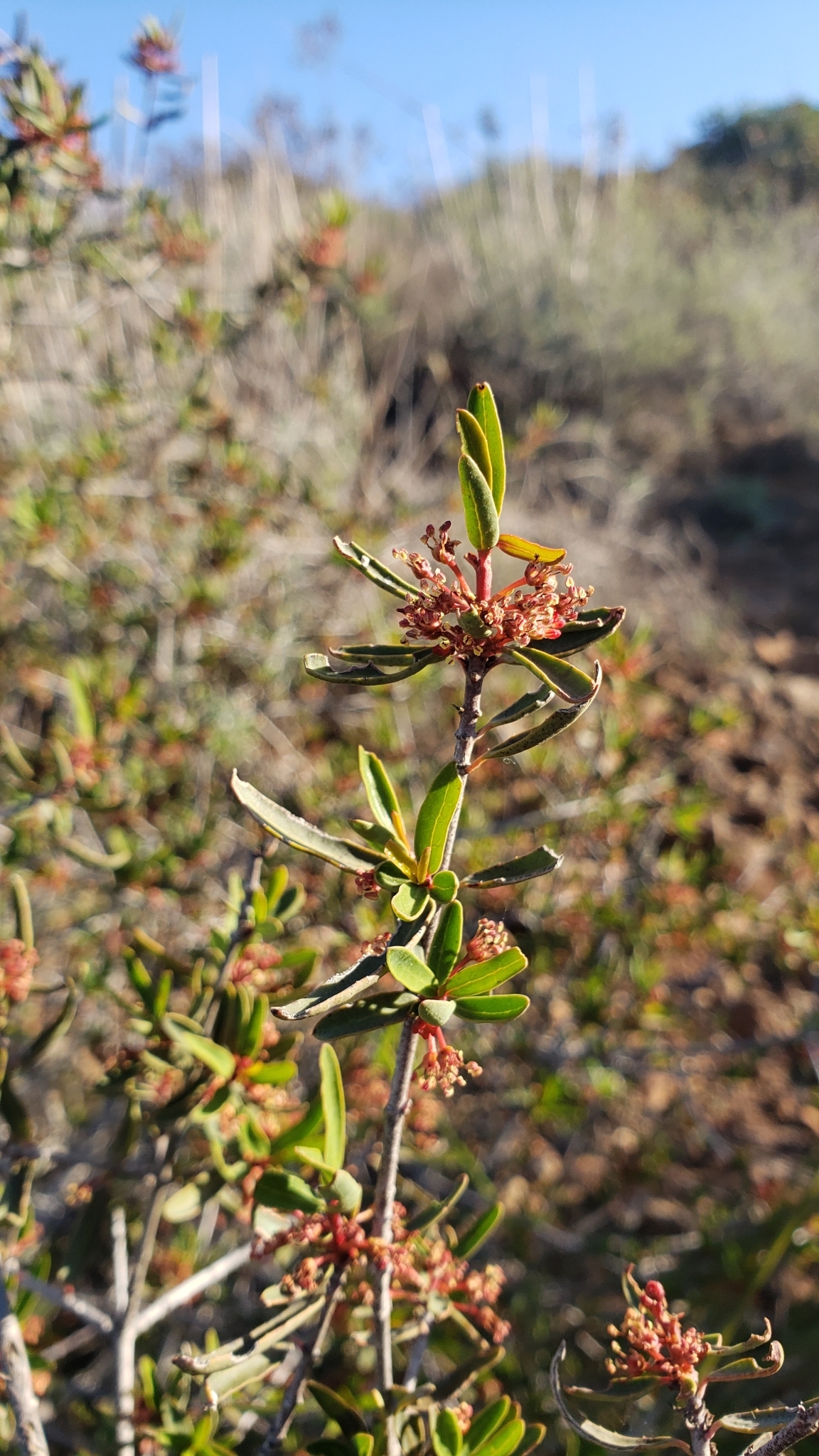 Tetracoccus dioicus Parry