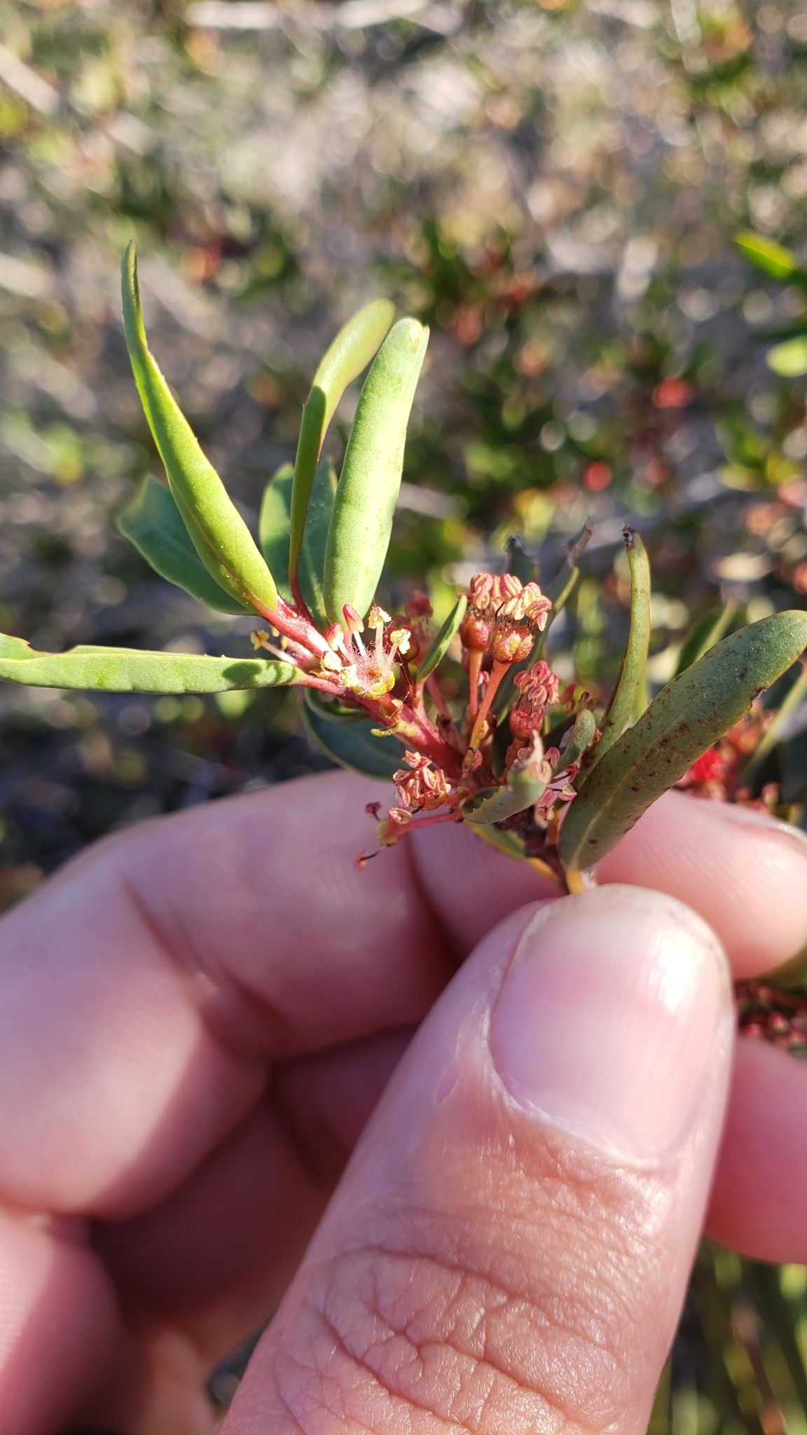 Tetracoccus dioicus Parry