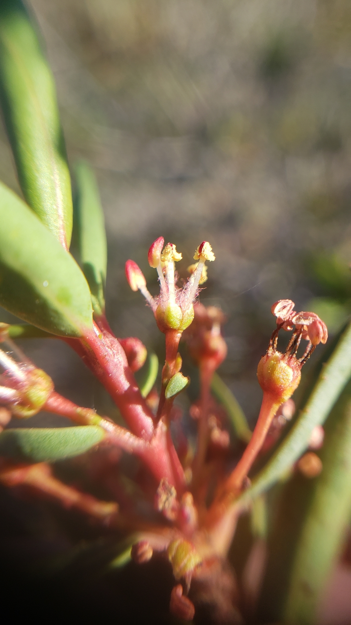 Tetracoccus dioicus Parry