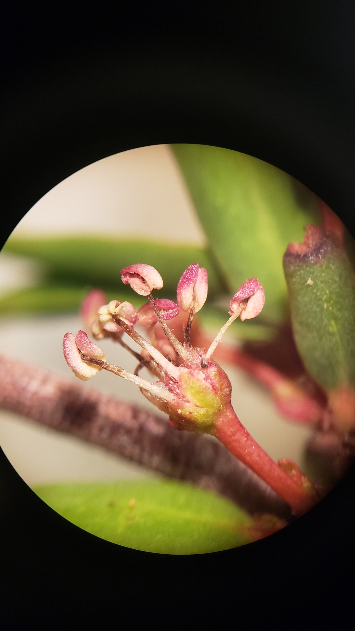 Tetracoccus dioicus Parry