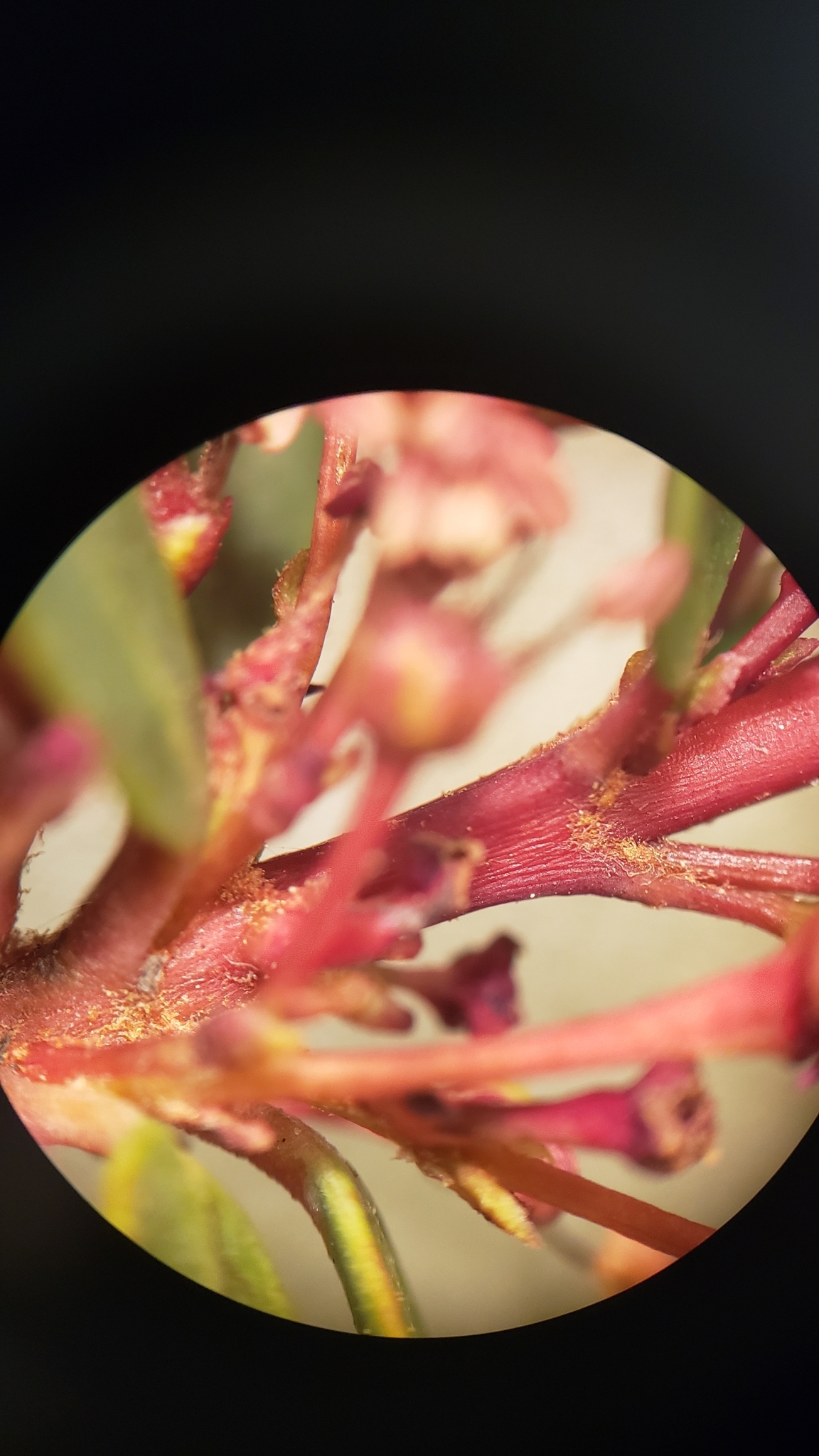 Tetracoccus dioicus Parry