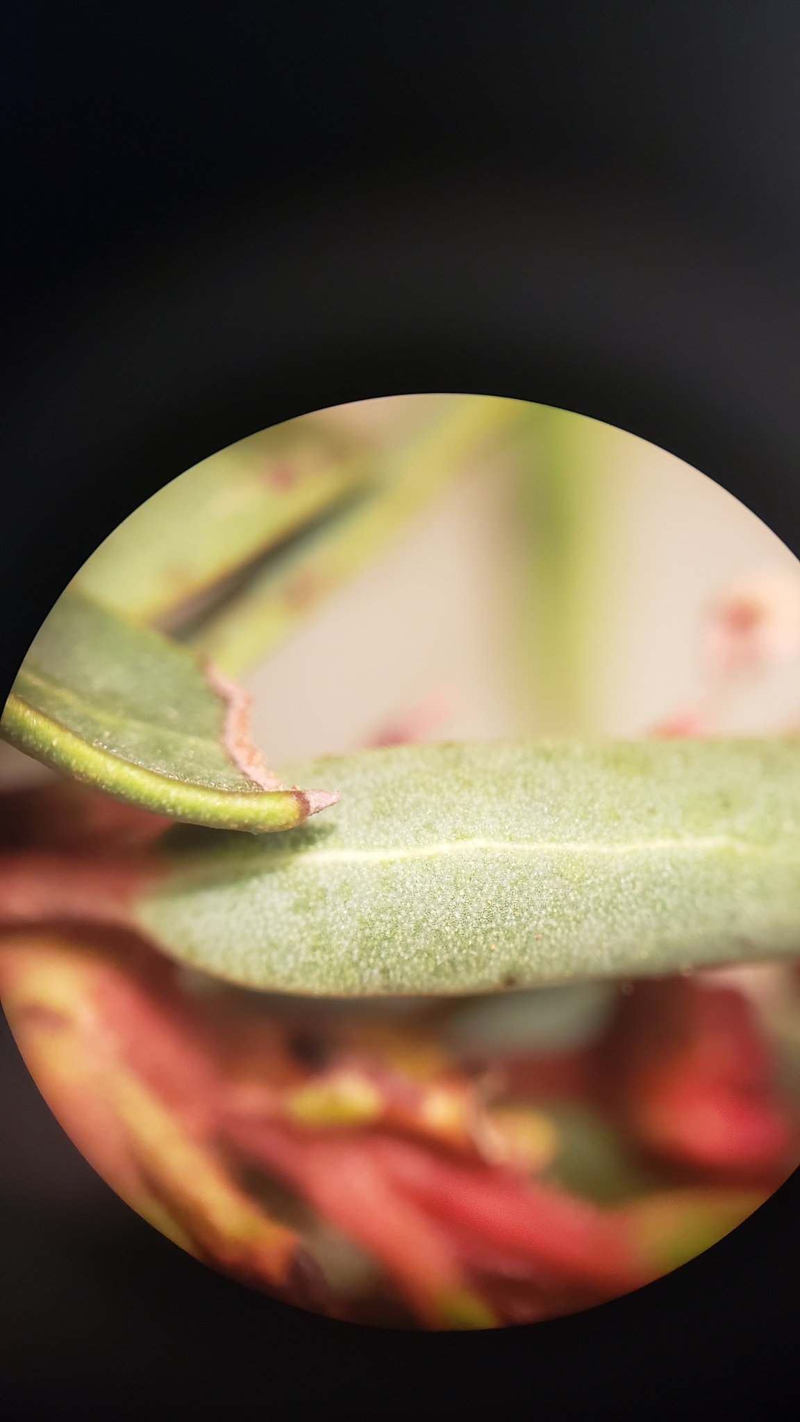 Tetracoccus dioicus Parry