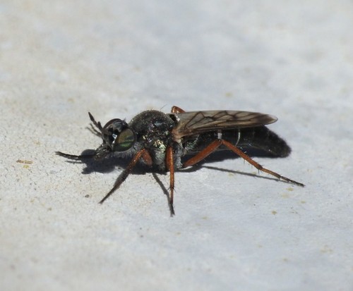 Mosca de estilete (Chromolepida clavitibia)