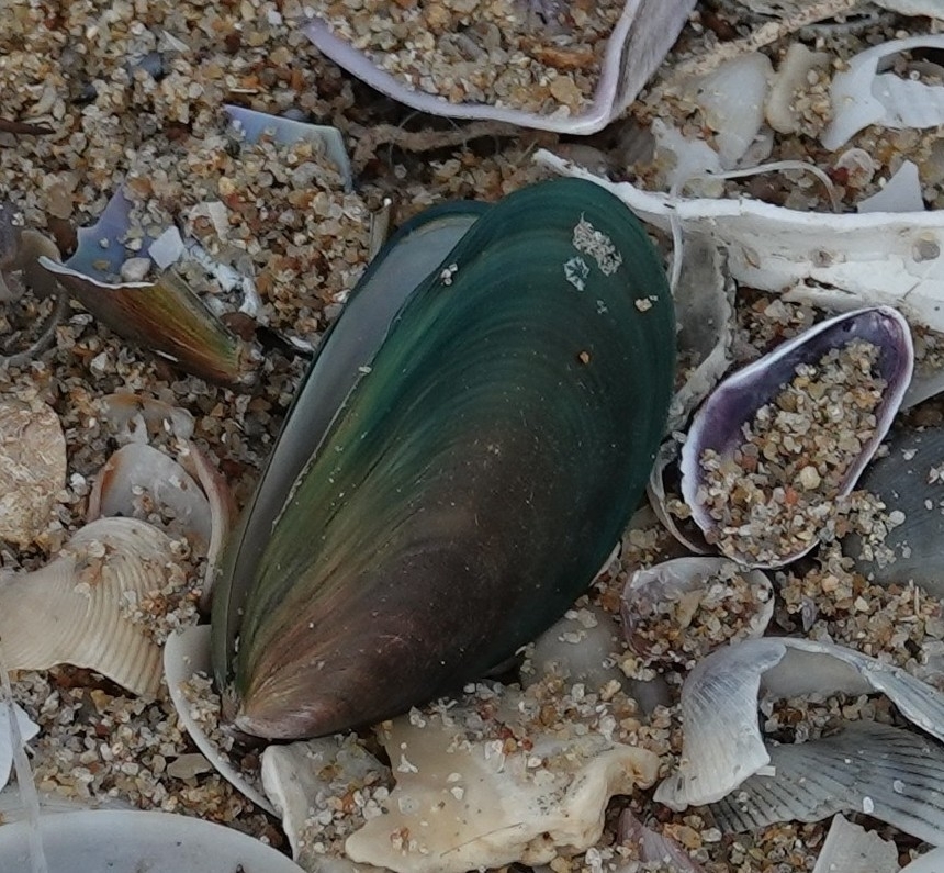 Perna viridis (Linnaeus, 1758)