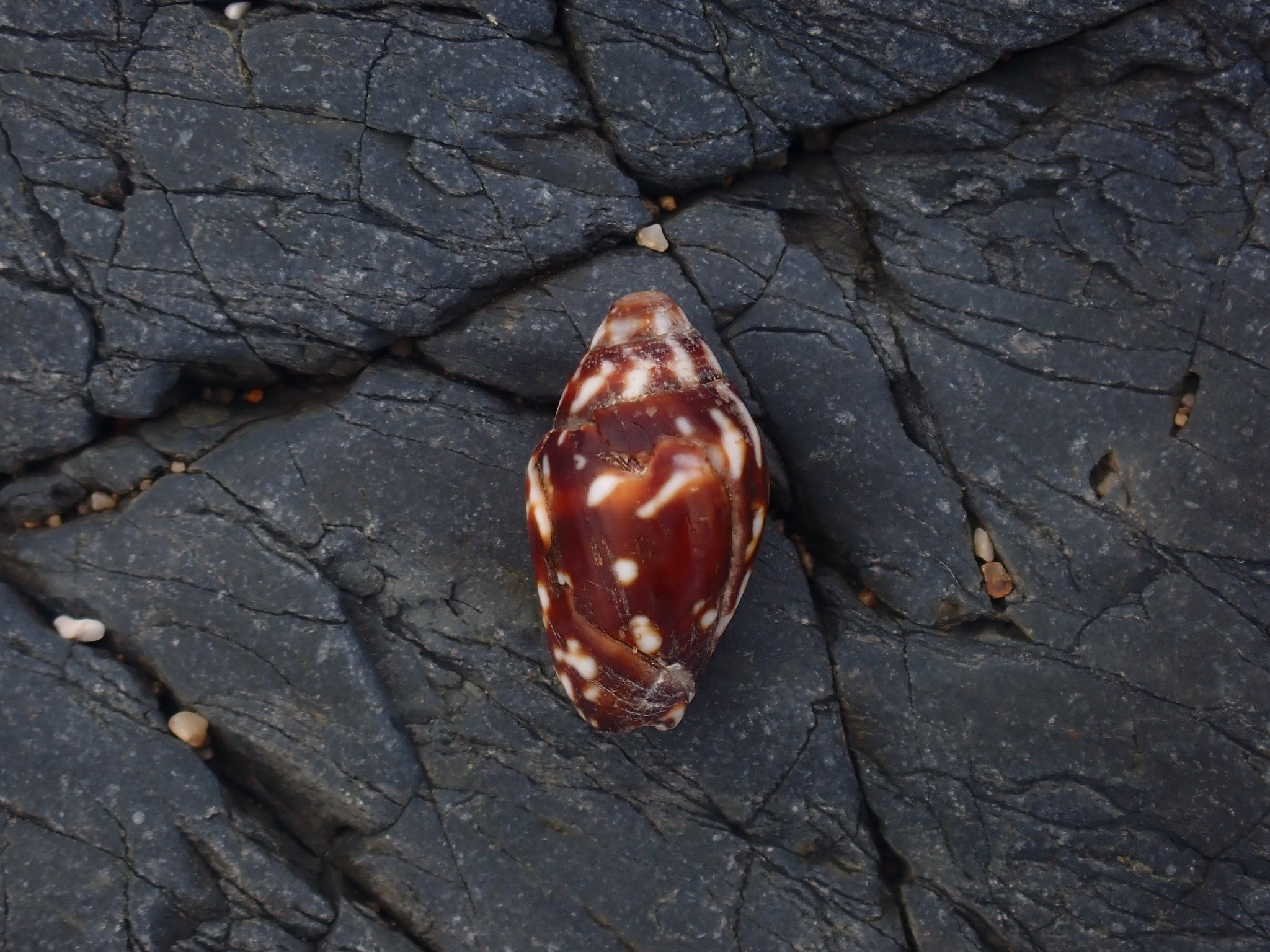 Strigatella litterata (Lamarck, 1811)