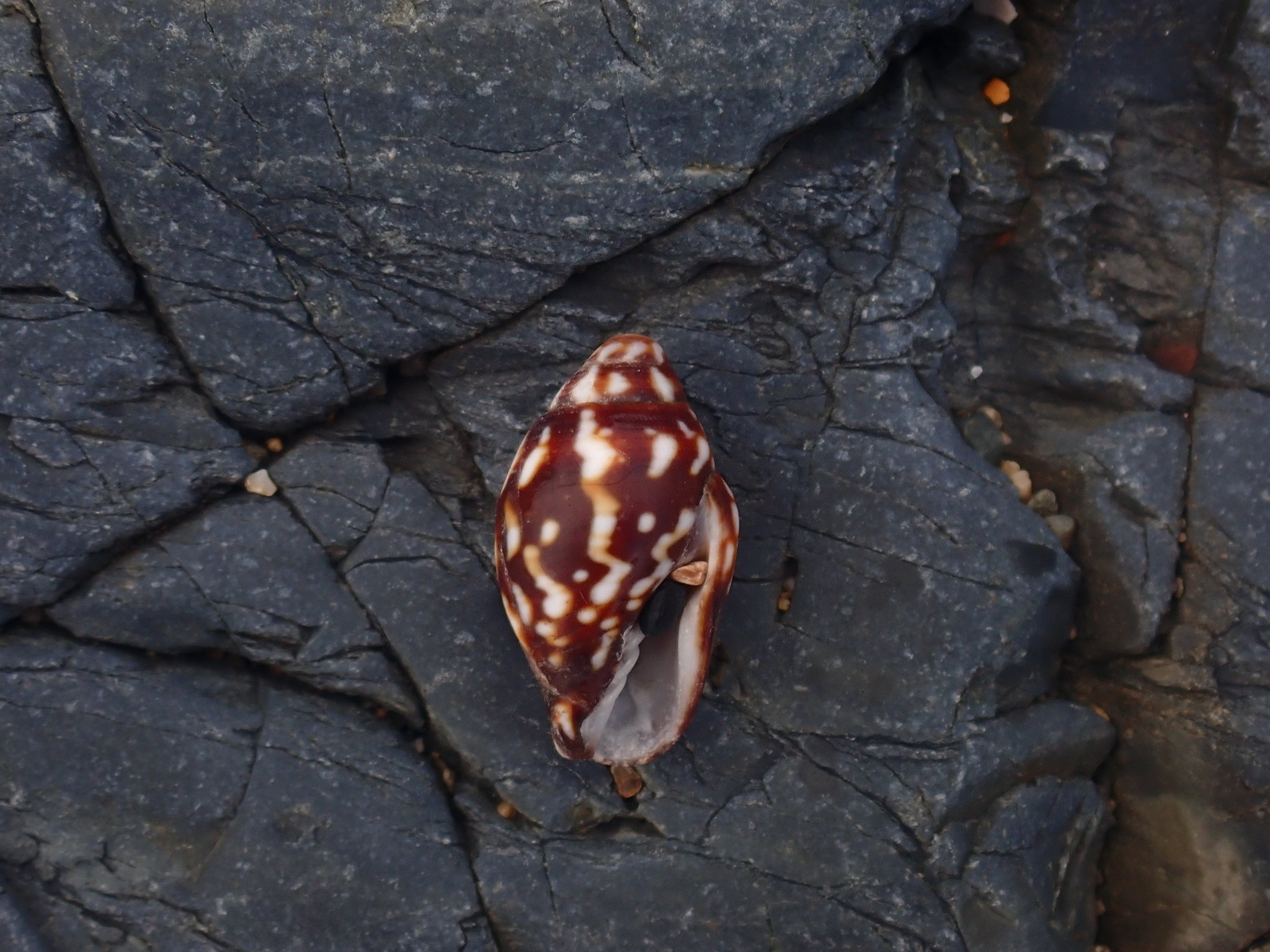 Strigatella litterata (Lamarck, 1811)