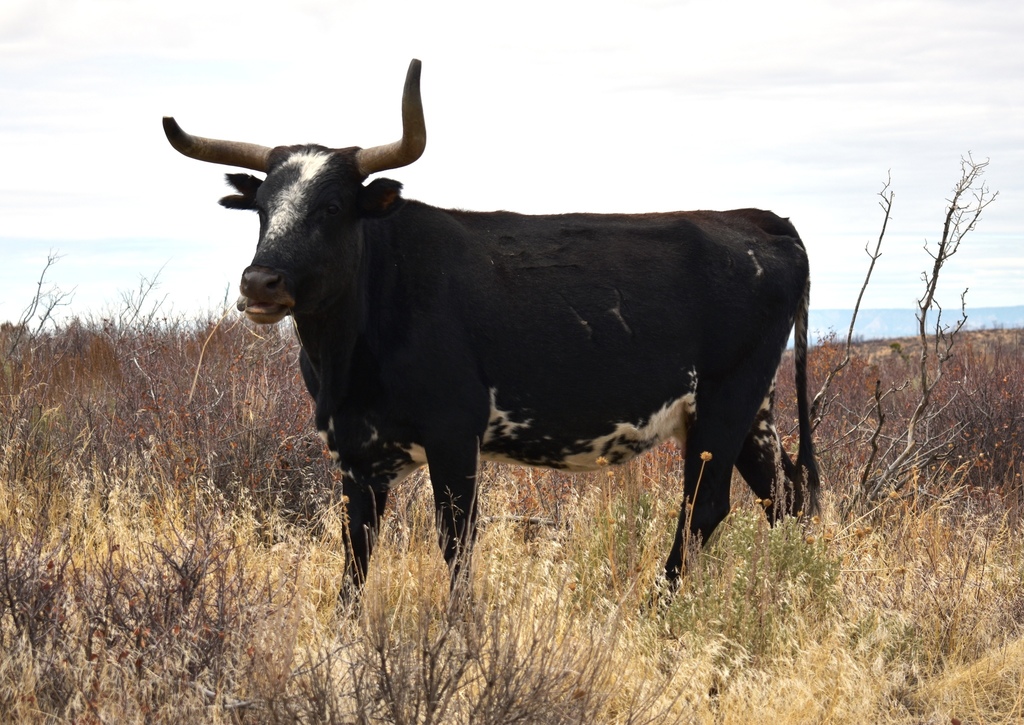 Domestic Cattle in October 2018 by Ken Mateik. one lone Long-horned cow ...