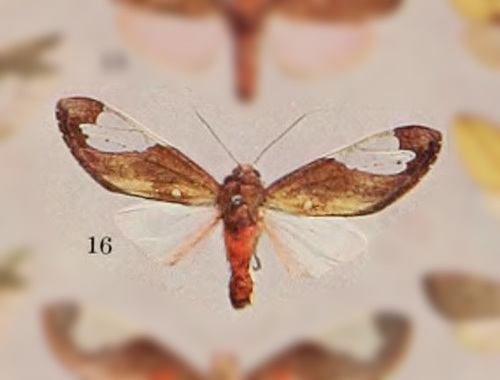 Bertholdia ockendeni (Serranía El Peligro) · iNaturalist