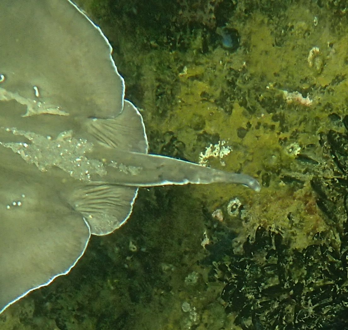 Urolophus paucimaculatus Dixon, 1969