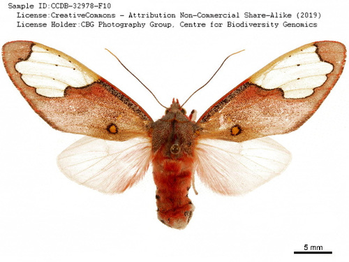 Bertholdia flavilucens · iNaturalist