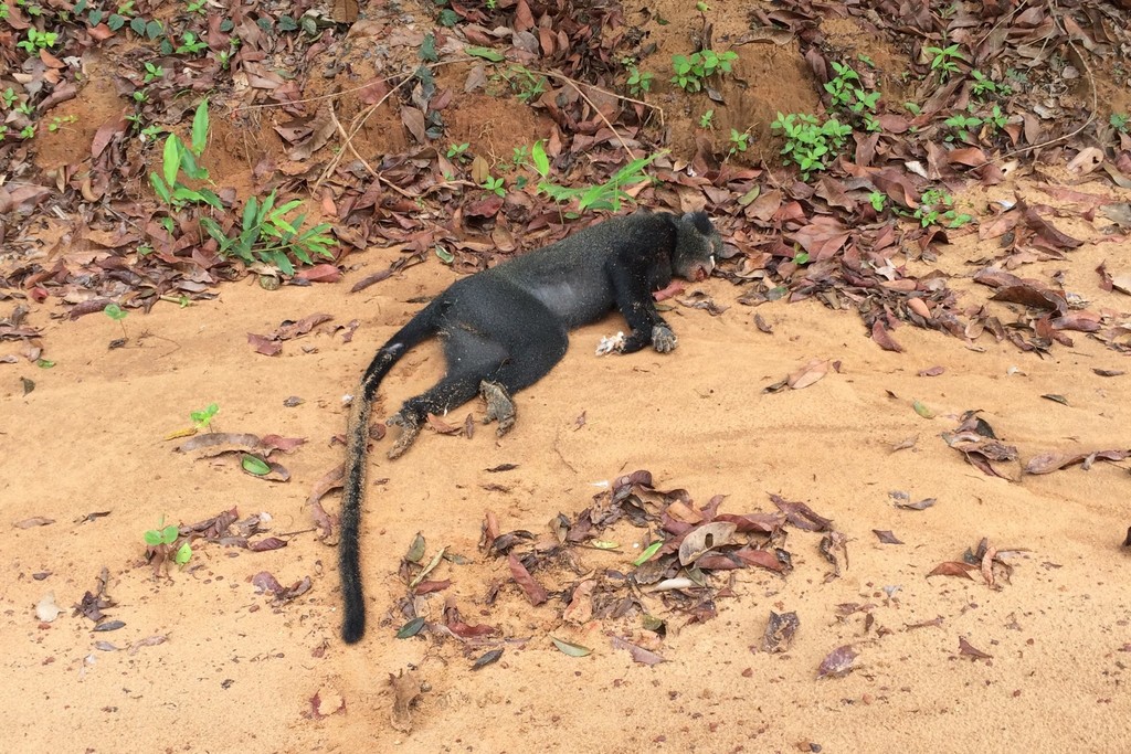 Putty-nosed Monkey from 加蓬班基區 on March 09, 2015 at 09:27 AM by flint ...