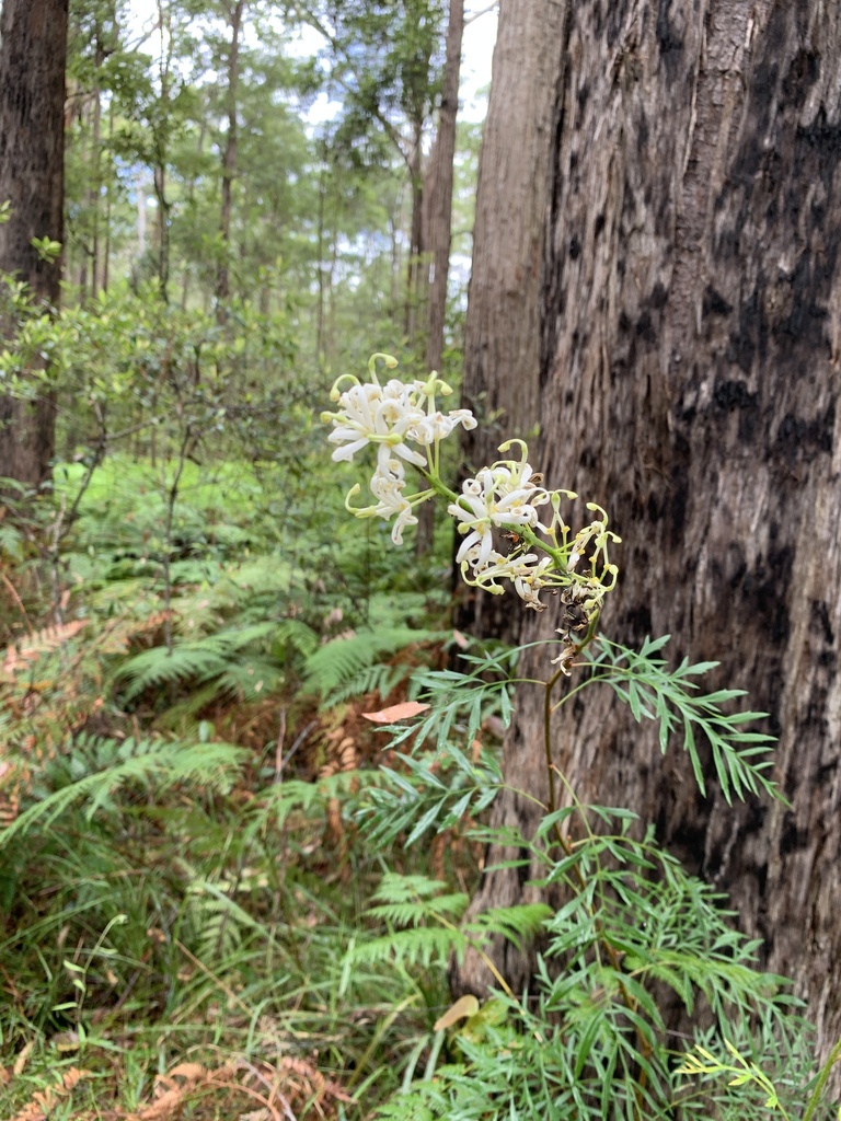 Crinkle Bush from Landsborough, QLD, AU on March 15, 2022 at 12:57 PM ...