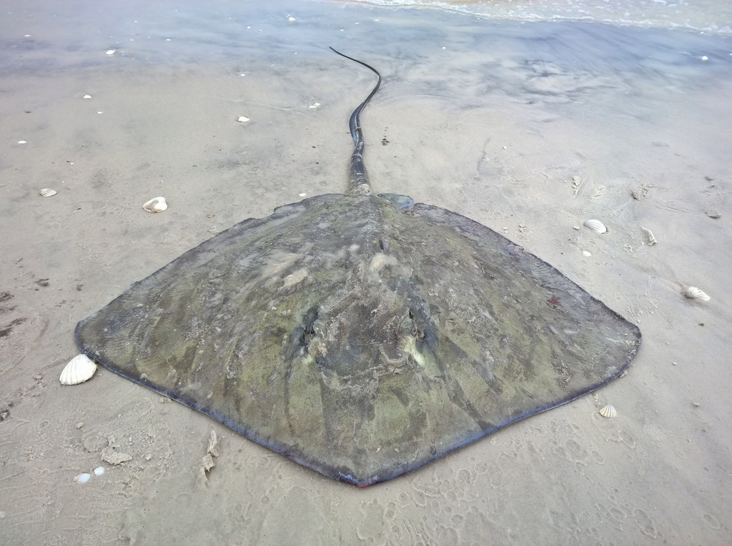 Smalltooth Stingray (Hypanus rudis) - Marine Life Identification