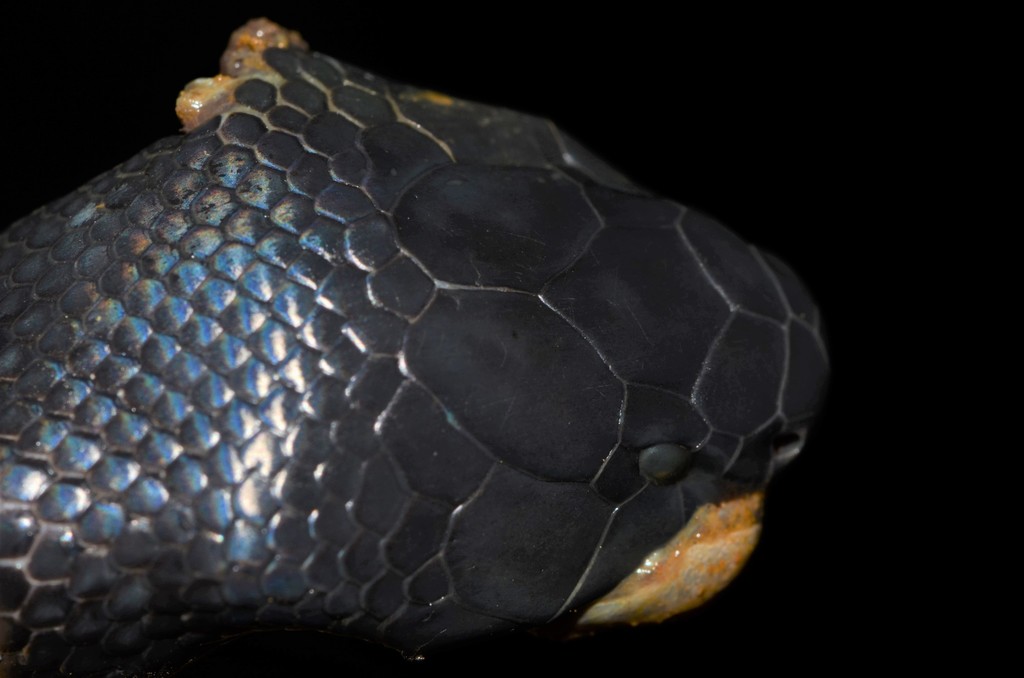 Boulenger's Burrowing Asp from Mayoko, CG-NI, CG on October 09, 2012 at ...