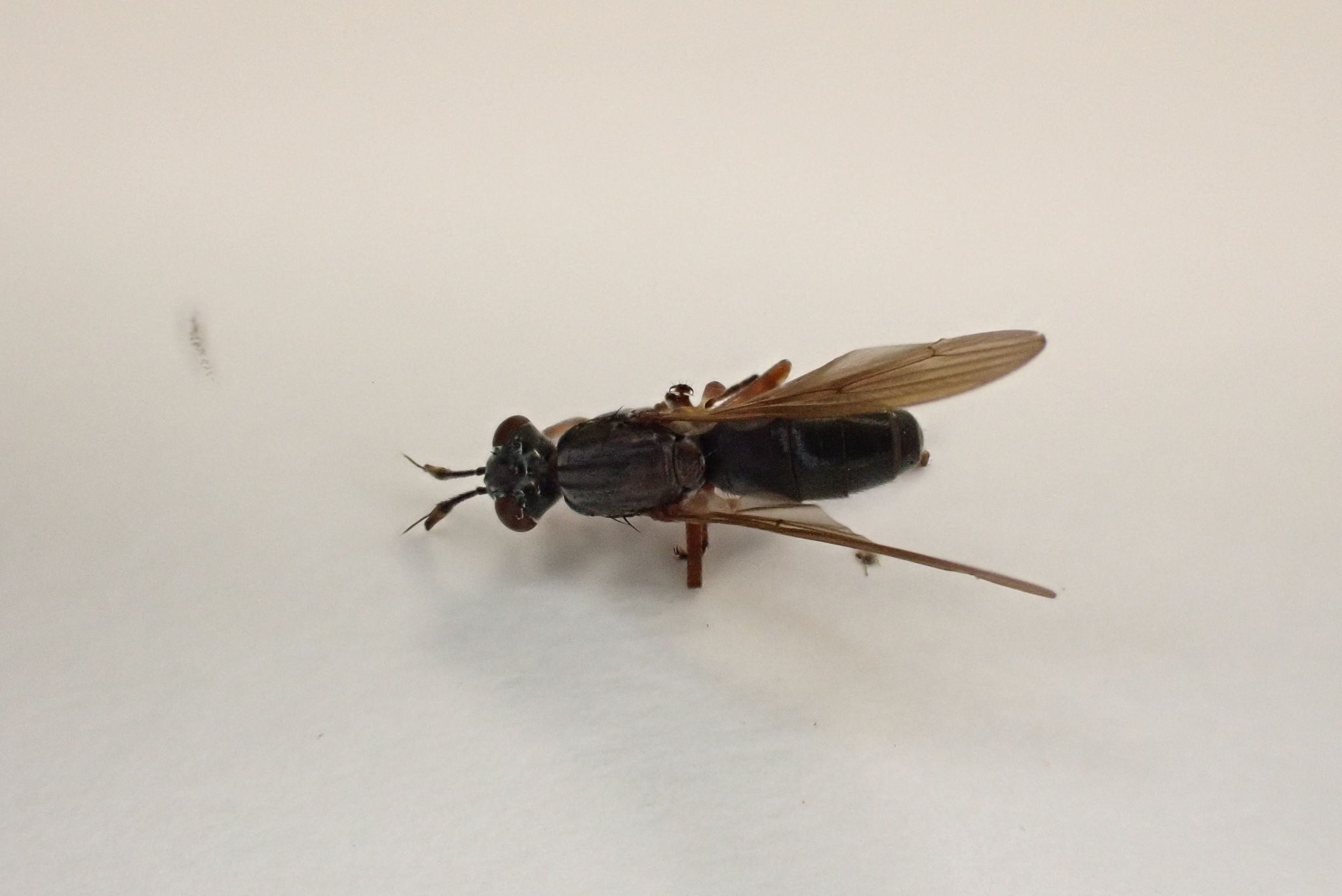 Sepedon sphegea (Fabricius, 1775)