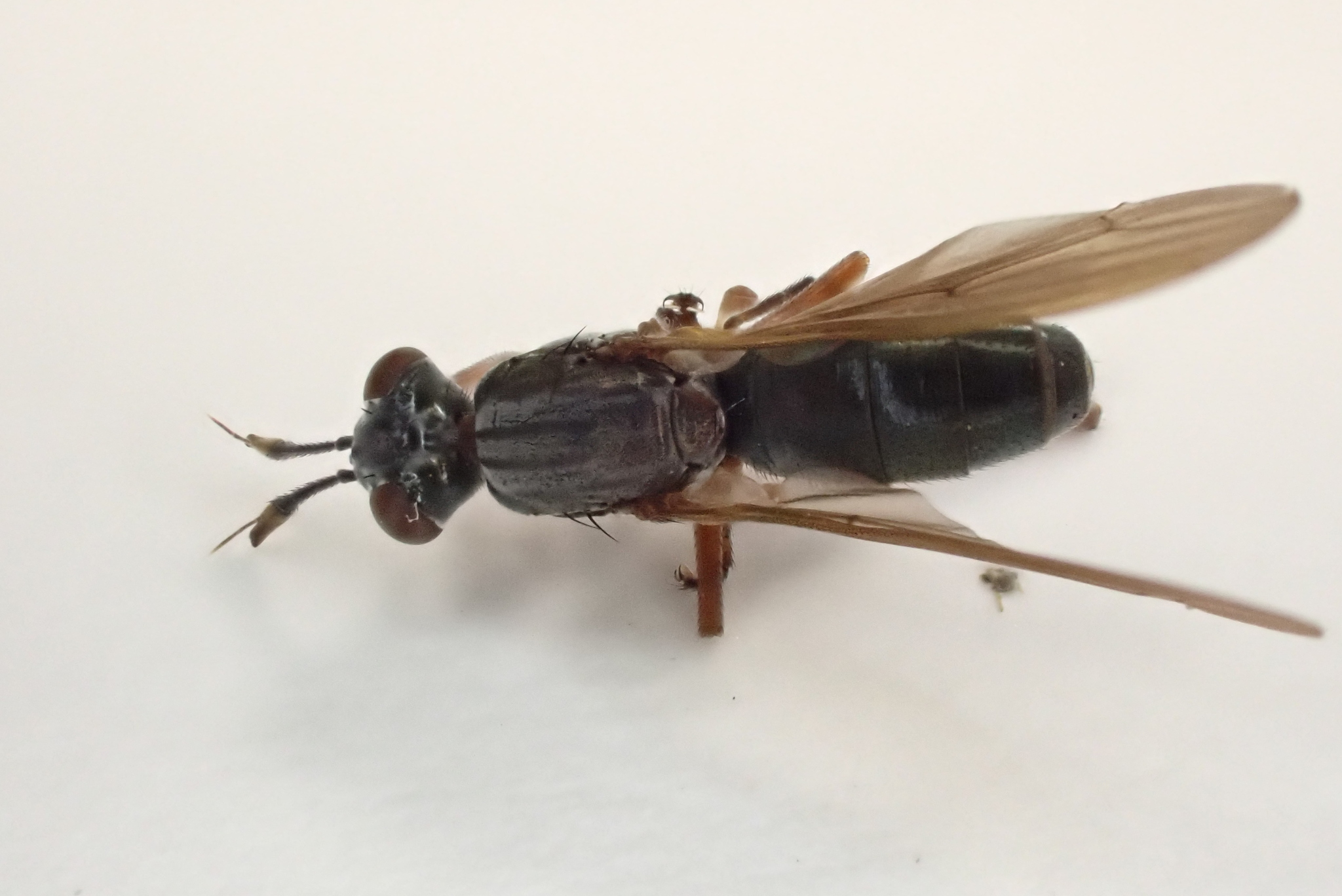 Sepedon sphegea (Fabricius, 1775)