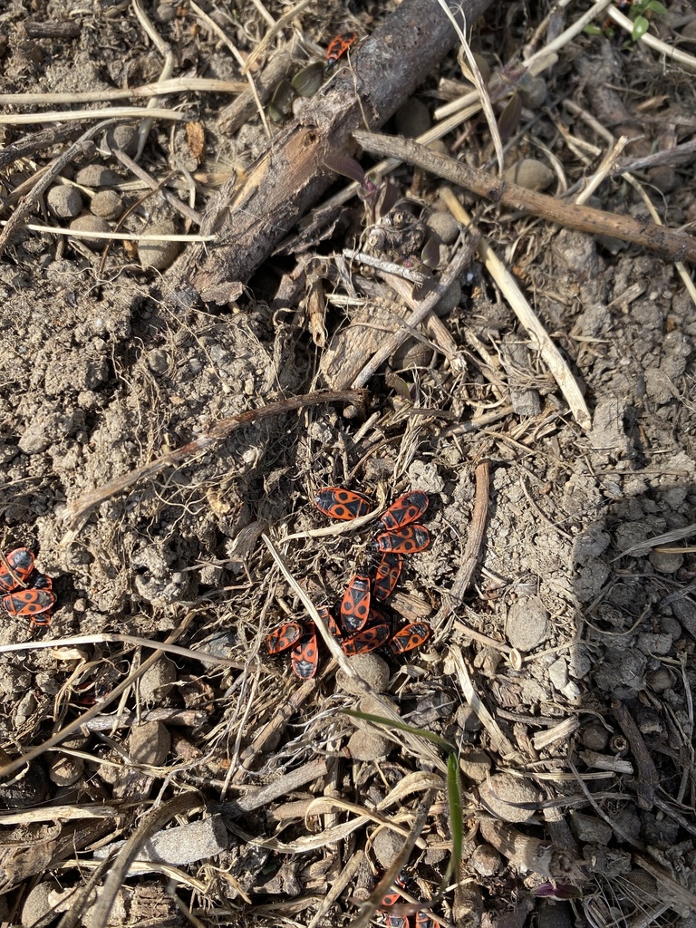 European Firebug from Radoy Ralin, Sliven, Sliven, BG on March 15, 2022 ...