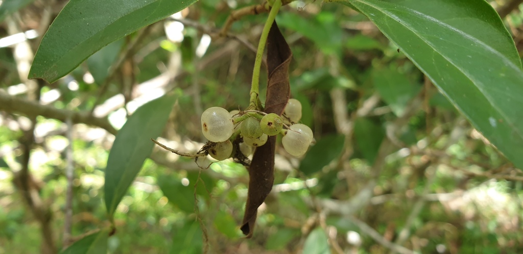 Psychotria daphnoides pubescens from Bauple Forest QLD 4650, Australia ...