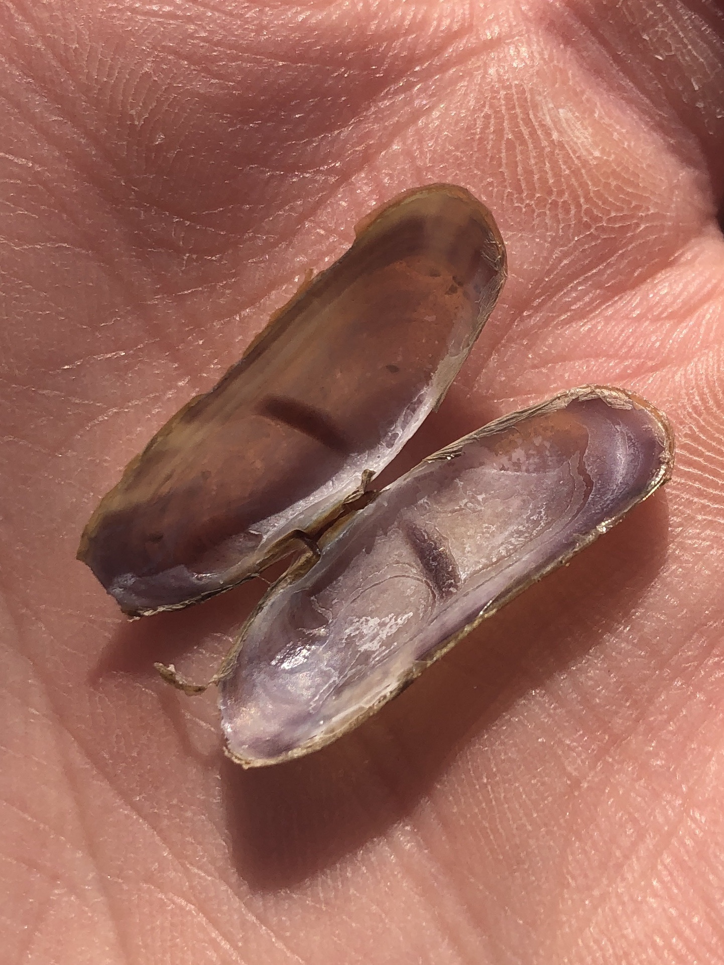 Tagelus divisus (Spengler, 1794)