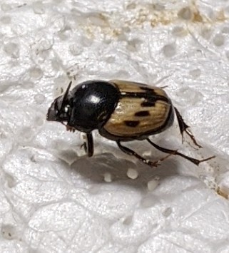 Onthophagus nitidulus · iNaturalist