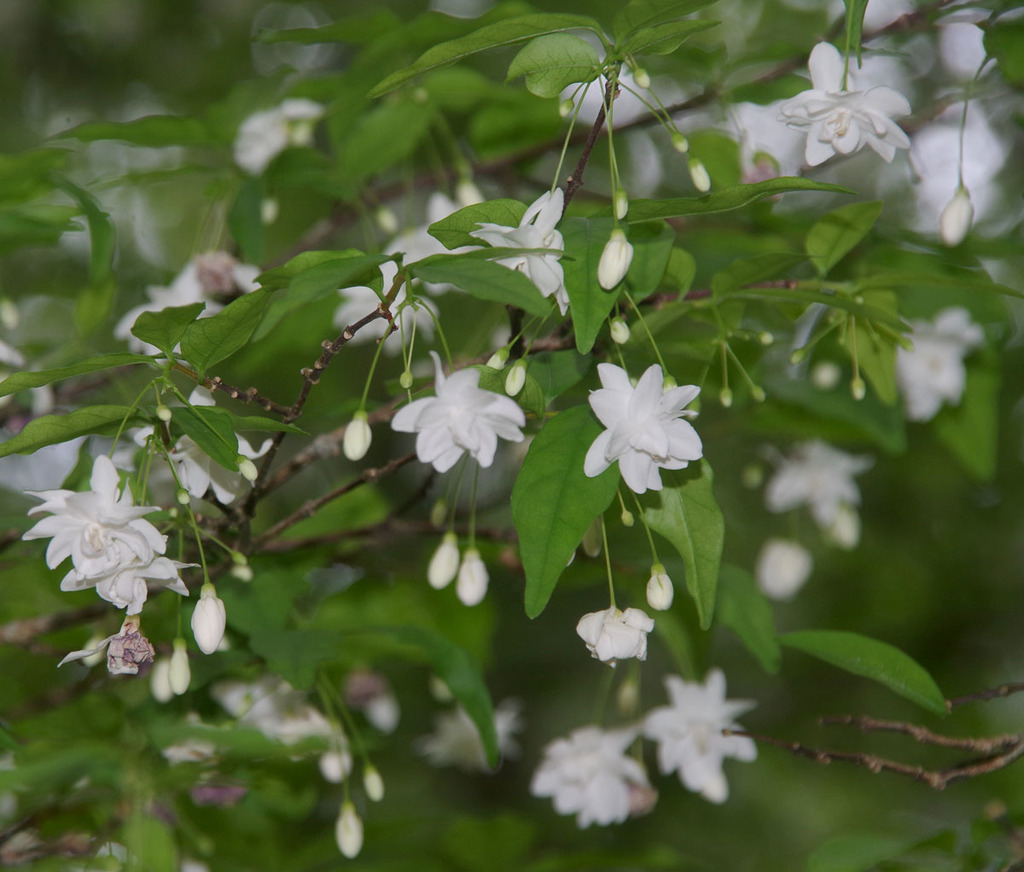 Water jasmine (Wrightia religiosa) - Botanical Realm