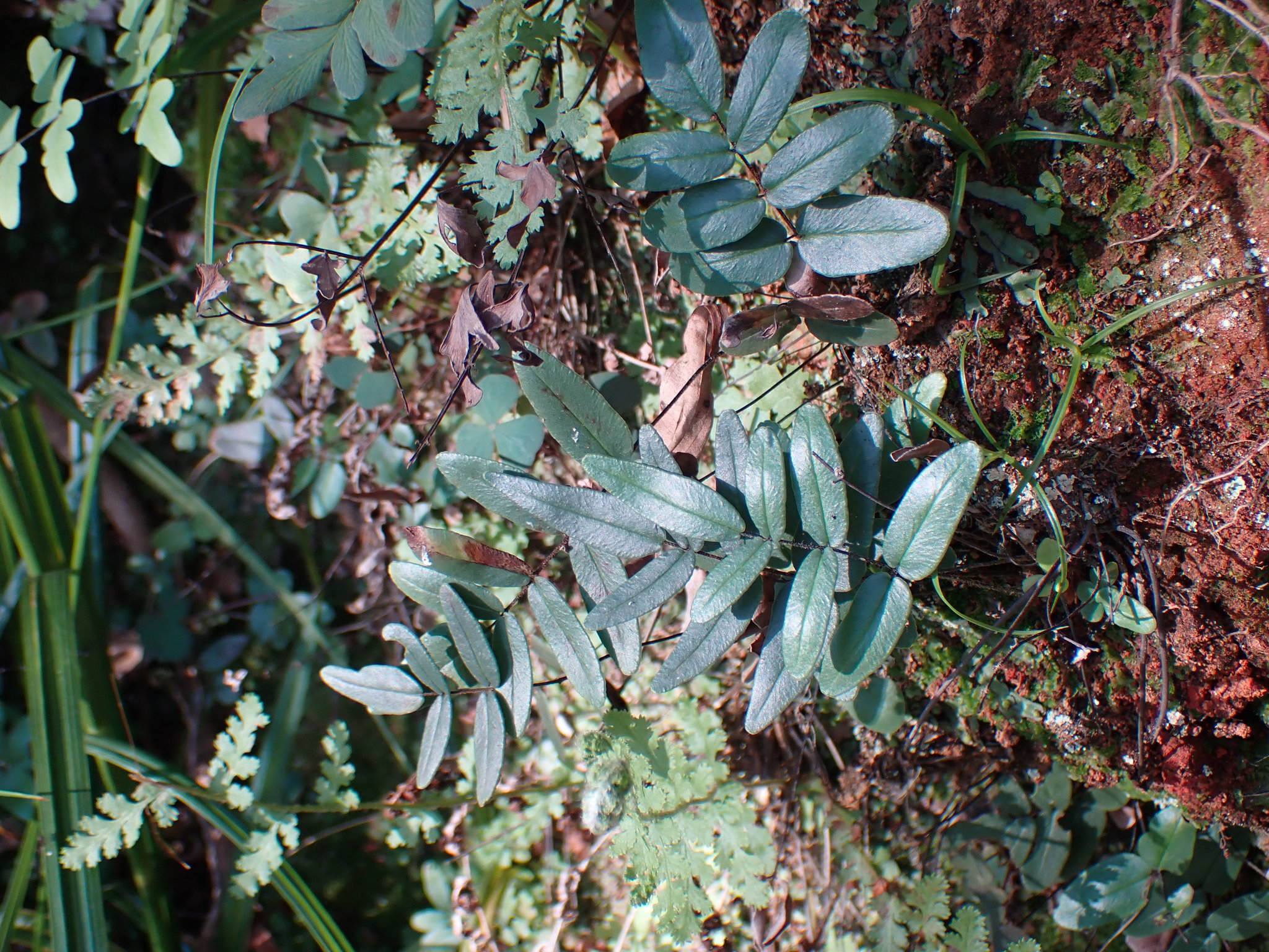 Pellaea dura (Willd.) Baker