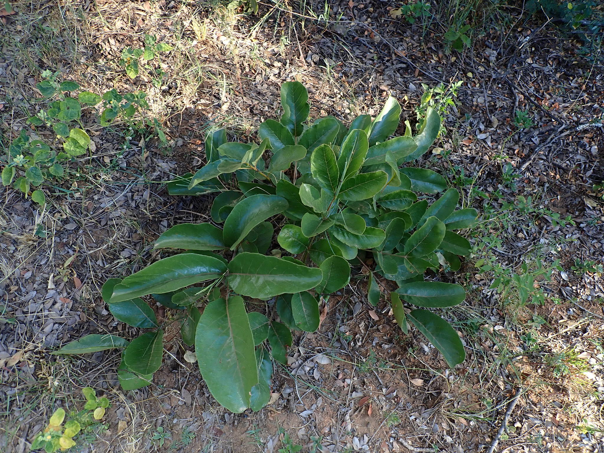 Lannea edulis (Sond.) Engl.