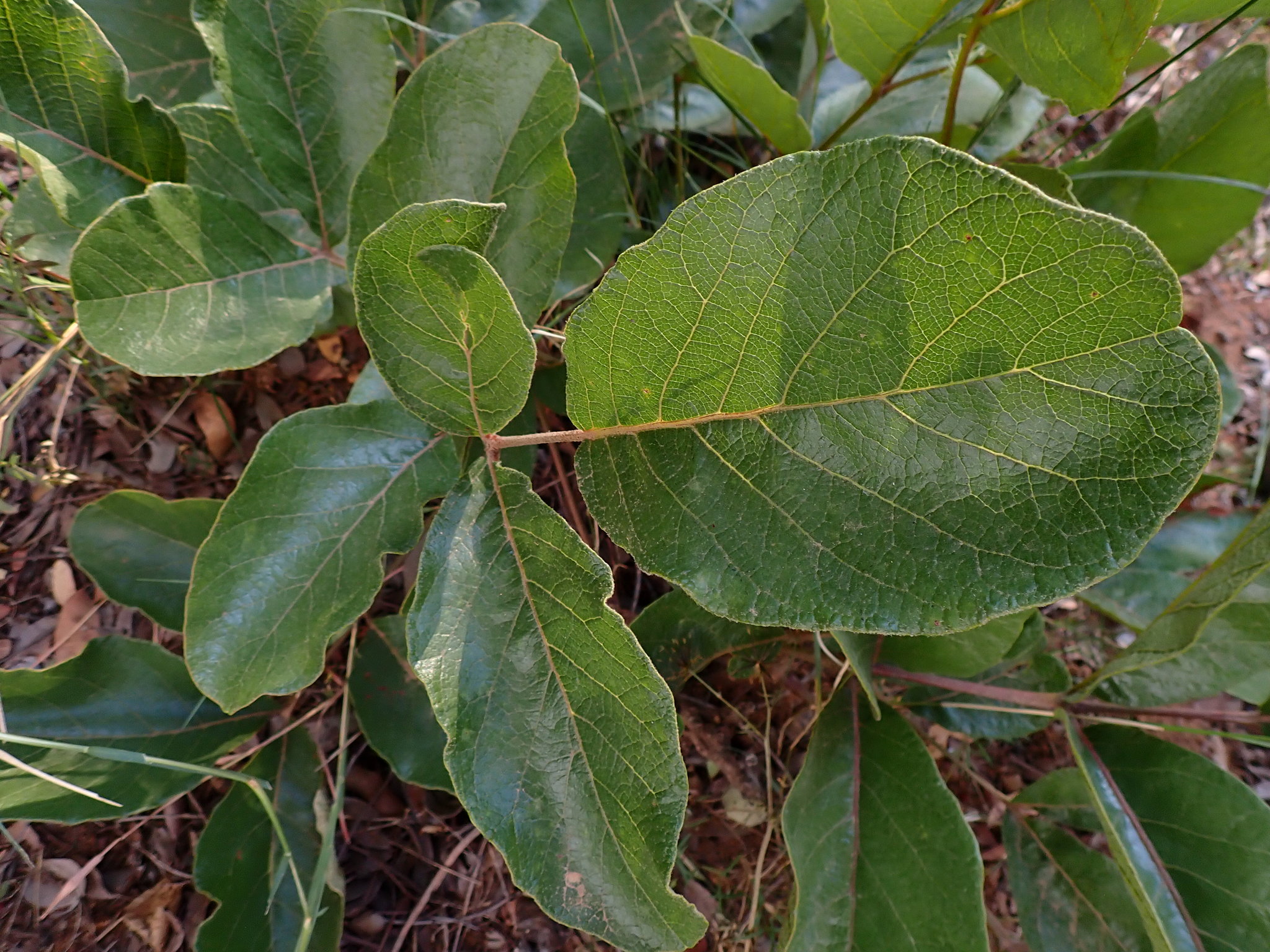 Lannea edulis (Sond.) Engl.