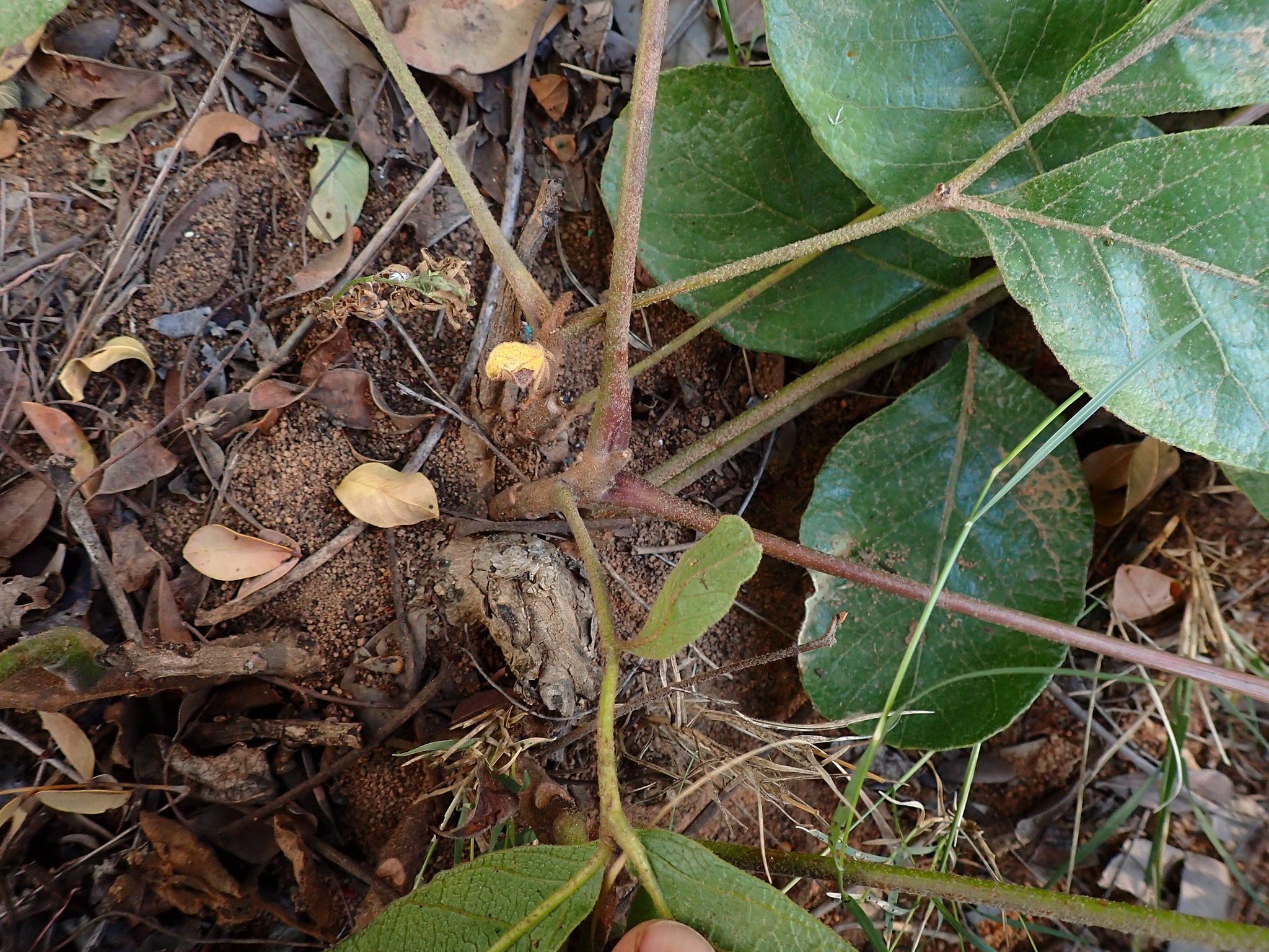 Lannea edulis (Sond.) Engl.