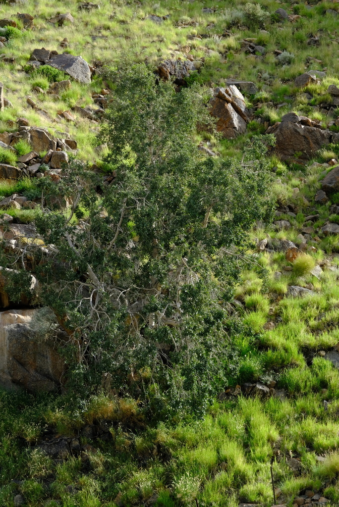 Namaqua Fig from Karas Region, Namibia on March 3, 2022 at 09:03 AM by ...