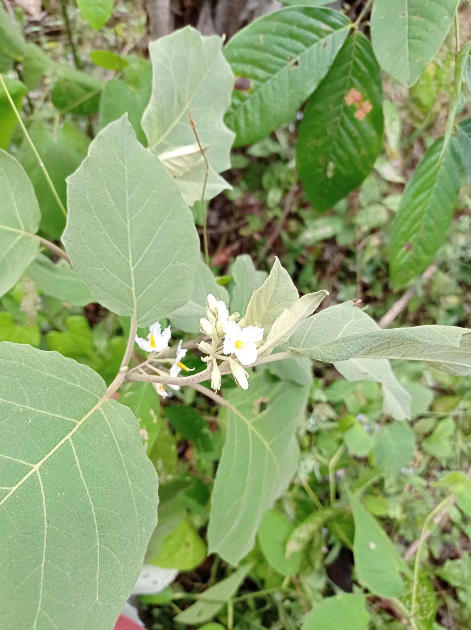 Solanum rudepannum Dunal