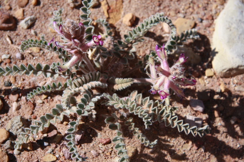 Woolly Locoweed from Carbon County, UT, USA on April 7, 2009 at 03:43 ...