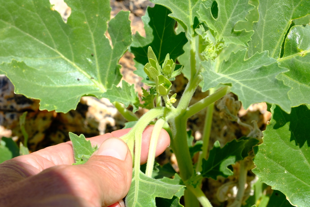 Sandpaper bush from h1 on March 3, 2022 at 12:30 PM by Nick Helme ...