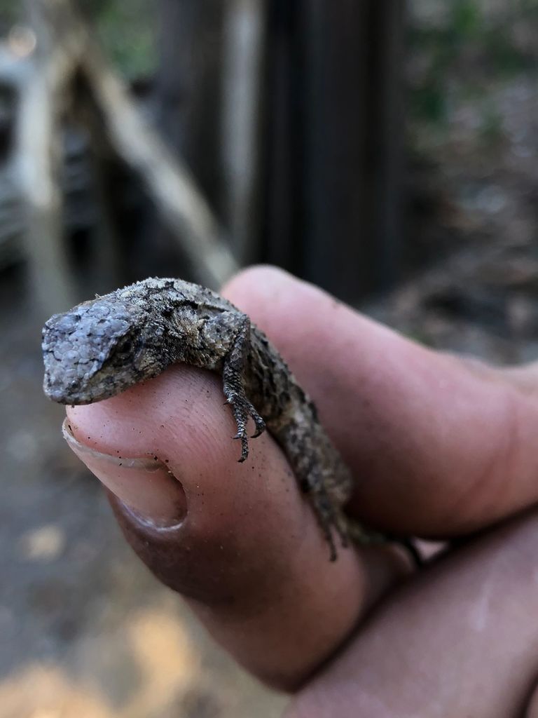 Tropical tree lizard from Lázaro Cárdenas, Mich., México on March 12 ...