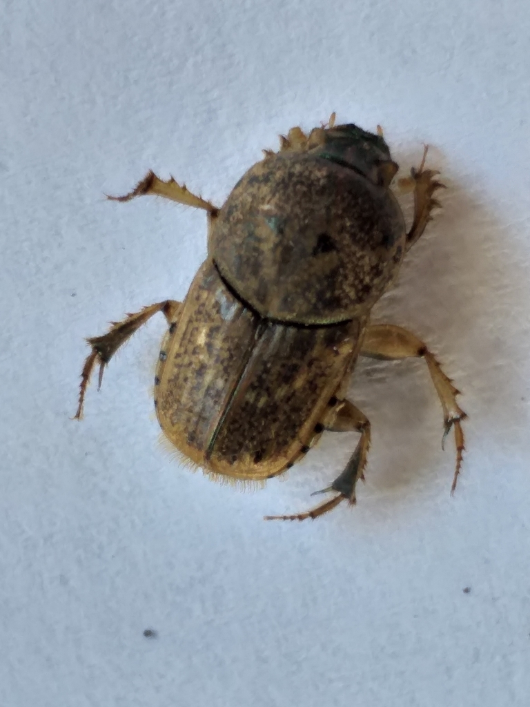 Euoniticellus triangulatus (Dung Beetles of Cape Town) · iNaturalist