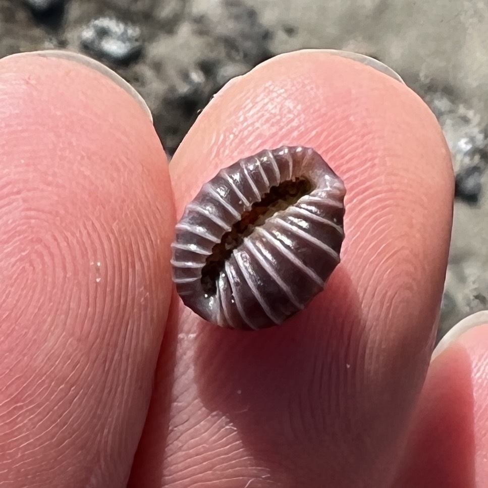 Bean cowries from Malibu Lagoon State Beach, Malibu, CA, USA on March ...