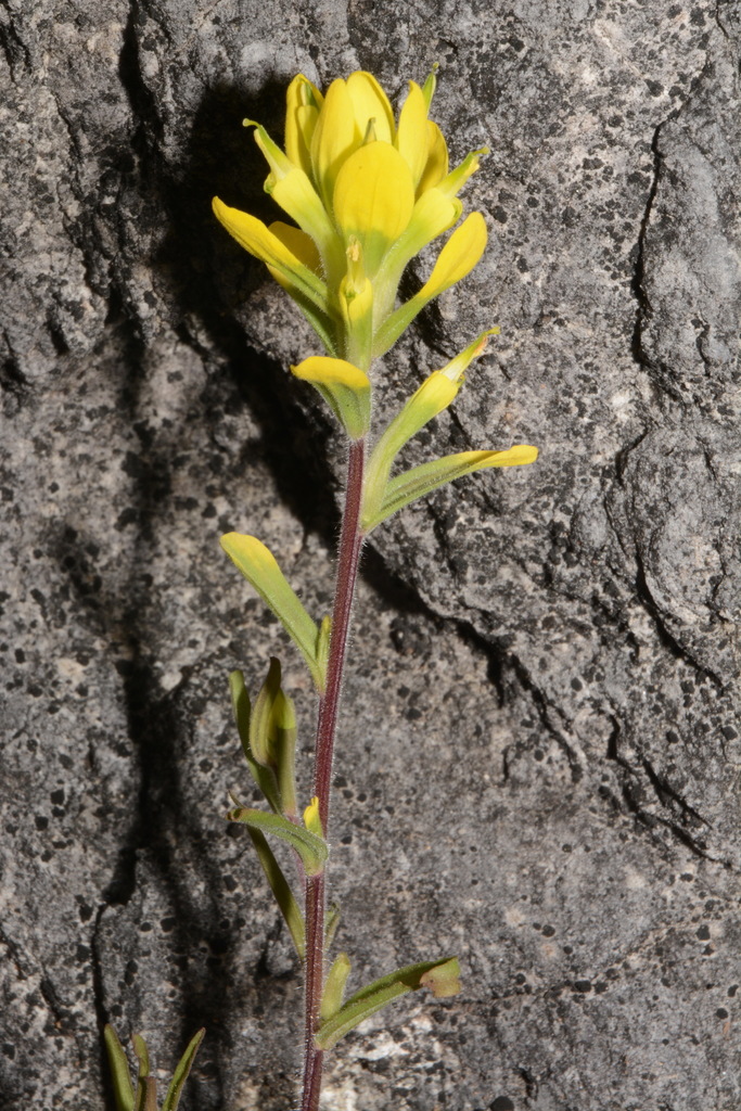 Cahaba Indian paintbrush in March 2015 by Brian Finzel · iNaturalist