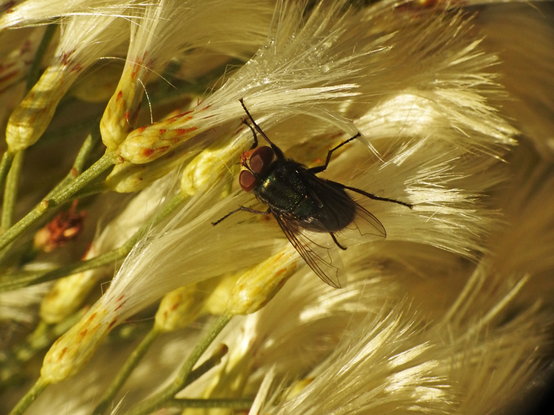 Cochliomyia from Villa Soldati, CABA, Argentina on March 13, 2022 at 09 ...