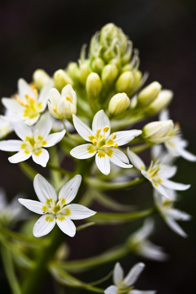 Common star lily from Mill Valley, California, United States on ...