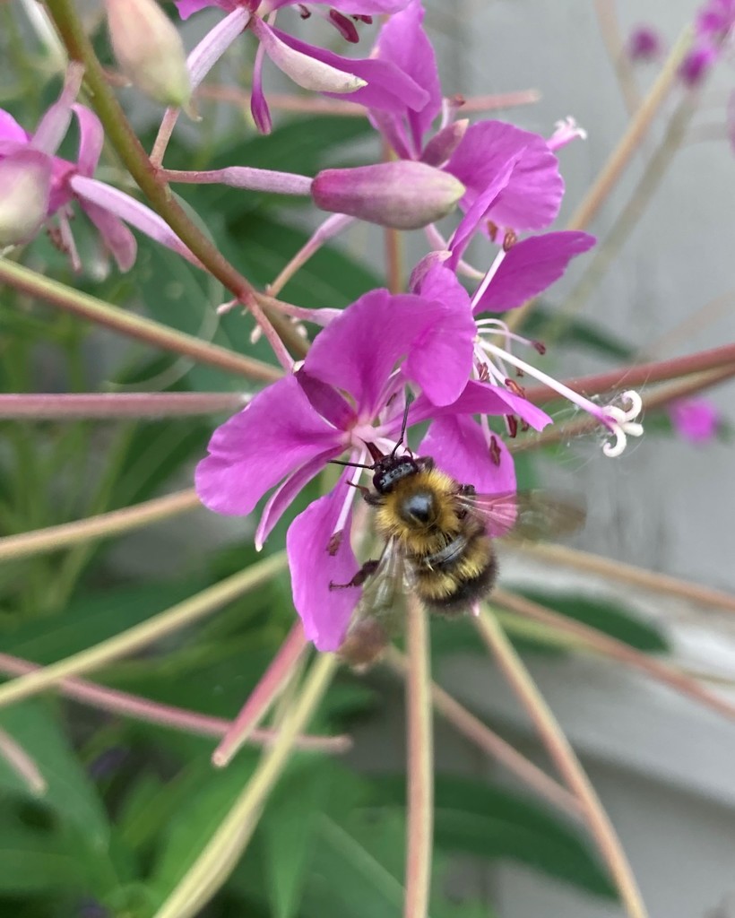 Perplexing Bumble Bee from Douglasdale, Calgary, AB T2Z, Canada on July ...